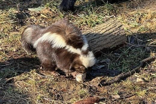 Look: Skunk on the run from Wisconsin zoo