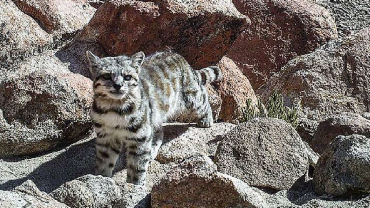 ¿Cómo es el plan para para rescatar al felino más amenazado de América?