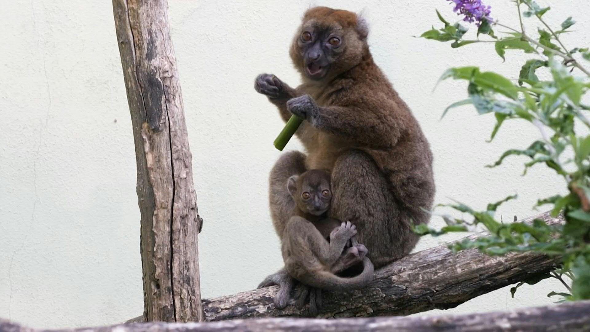Rare baby bamboo lemur makes first appearance in eastern France zoo