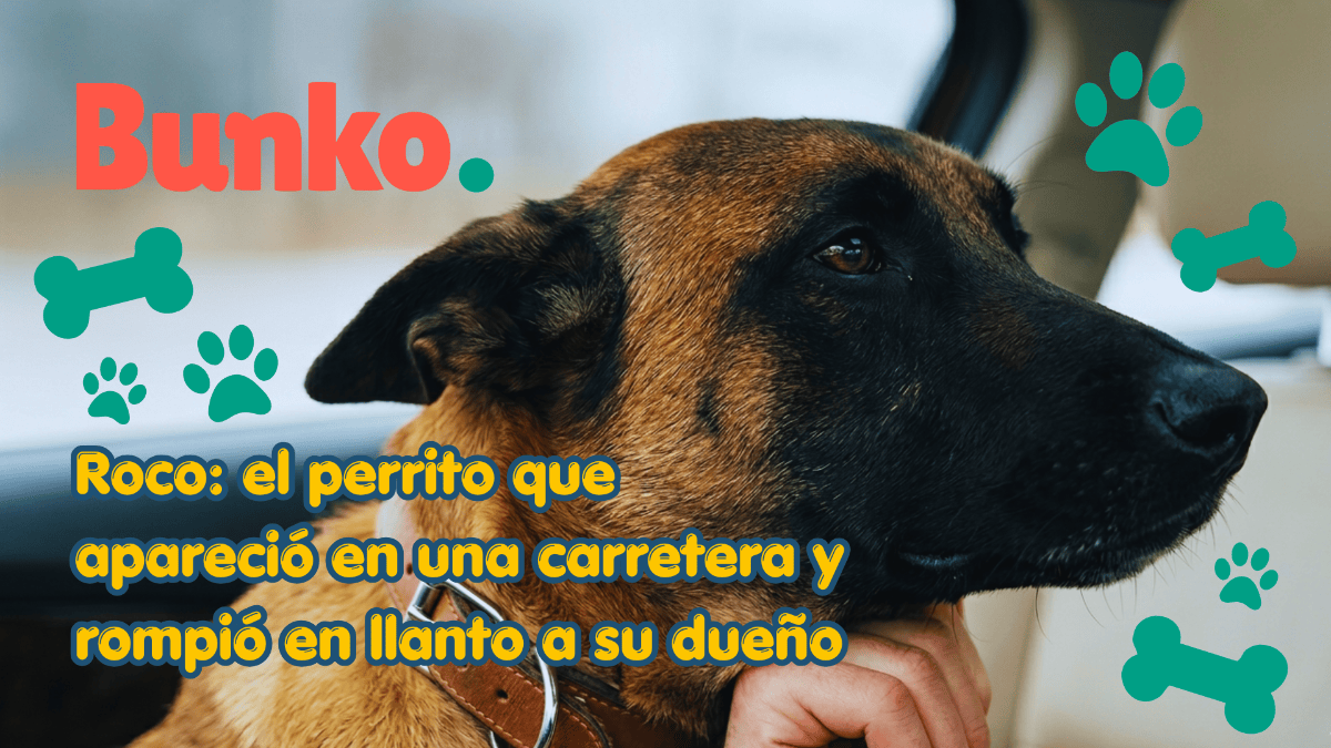 Roco: el perrito que apareció en una carretera y rompió en llanto a su ...
