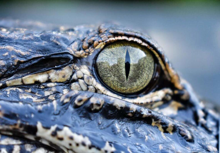 NC has lots of alligators. Here's where you're most likely to see one