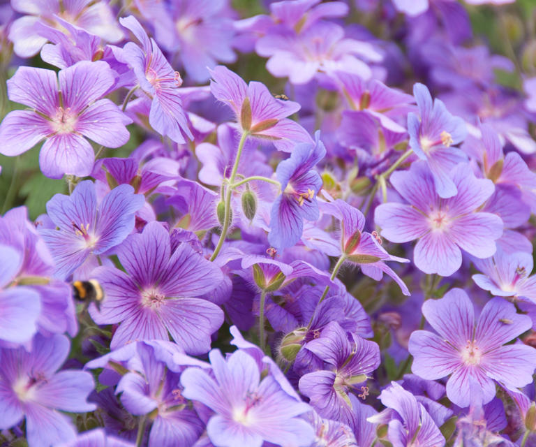 Cut these 6 perennials back in June for a vibrant second flush of ...