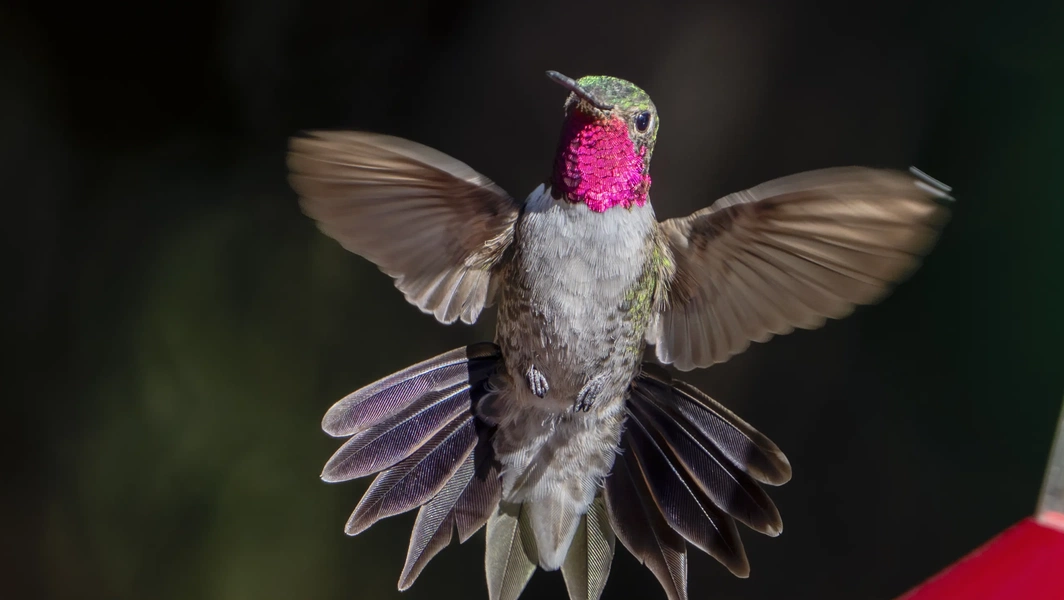 How to attract and keep hummingbirds visiting