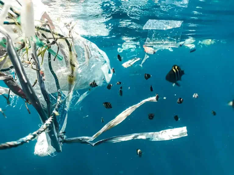 5 facts about the "plastisphere" - the new microscopic ecosystems ...