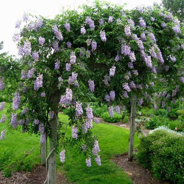 Why wisteria is the one high-maintenance plant a professional gardener ...