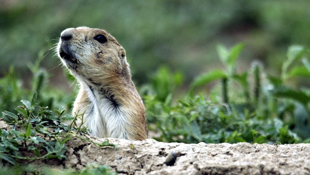 15 remarkable animal behaviors and adaptations