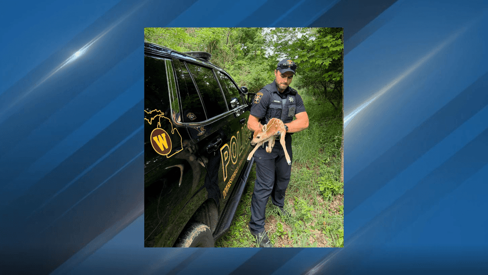 Injured fawn rescued at Asylum Lake after resident calls WMU Public Safety