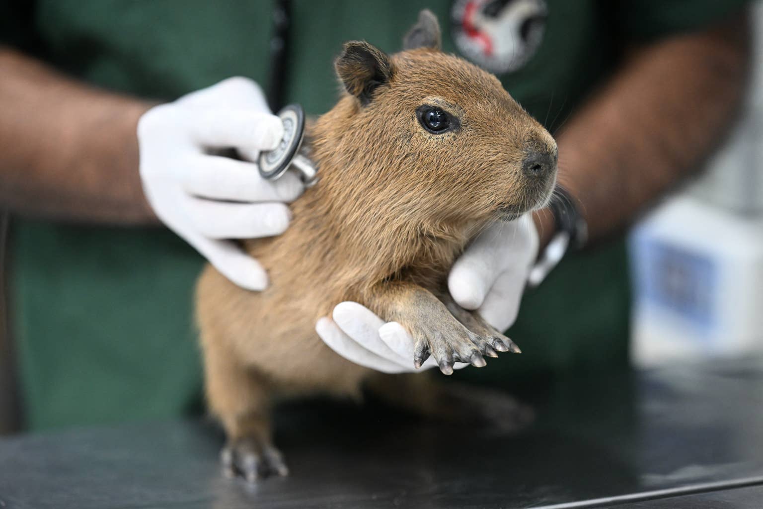 Edinburgh Zoo's first baby capybara in 18 years finally gets a name ...