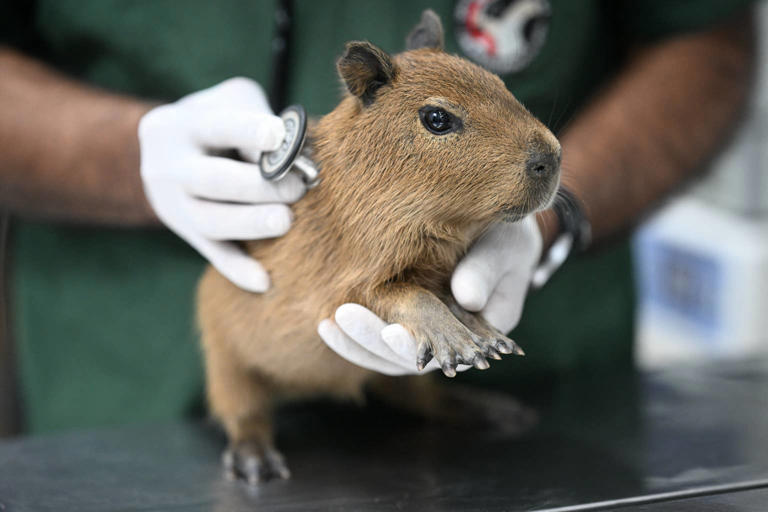 Edinburgh Zoo's first baby capybara in 18 years finally gets a name ...