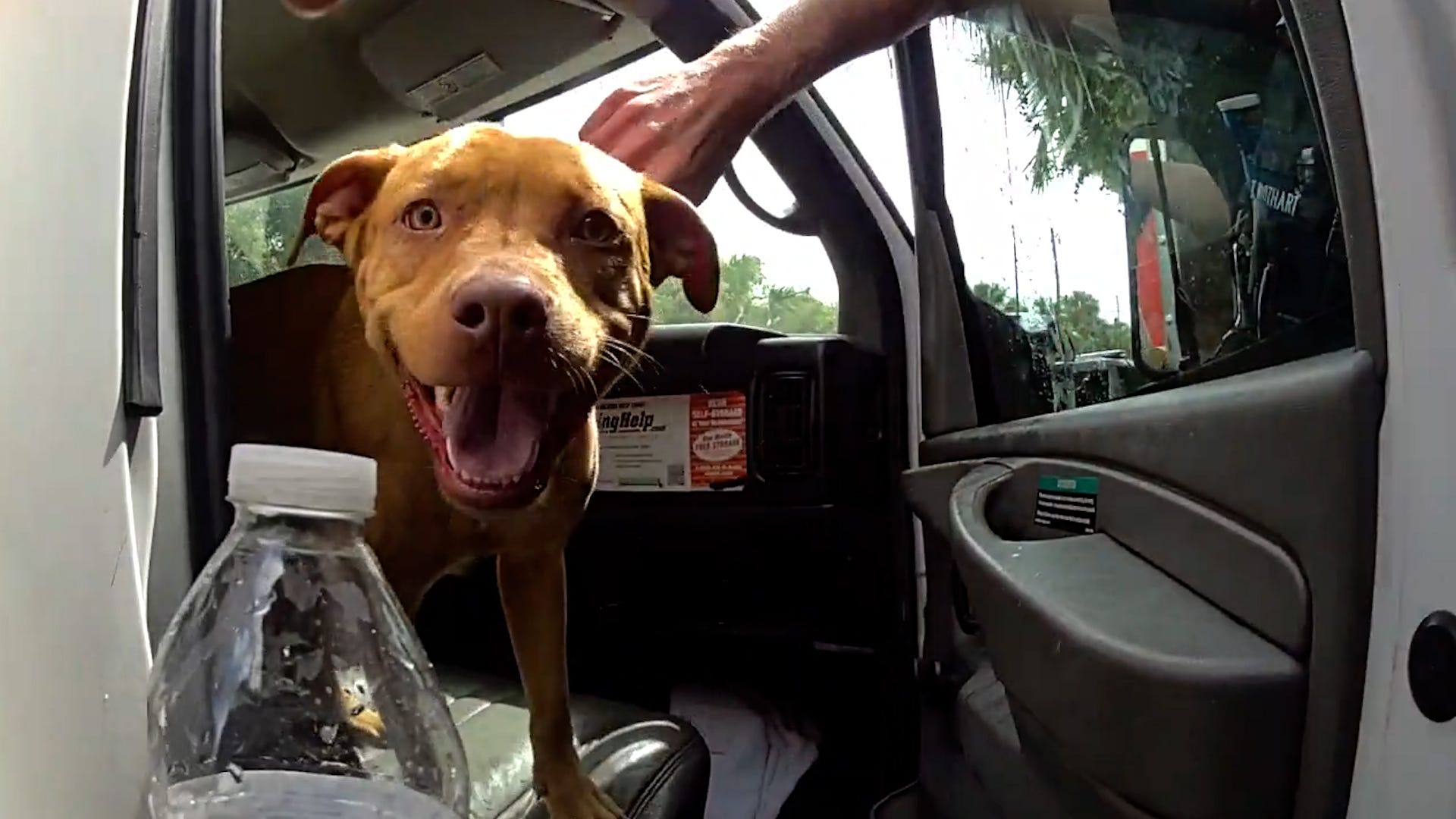 Is it legal in Florida to break a car window to rescue a dog?