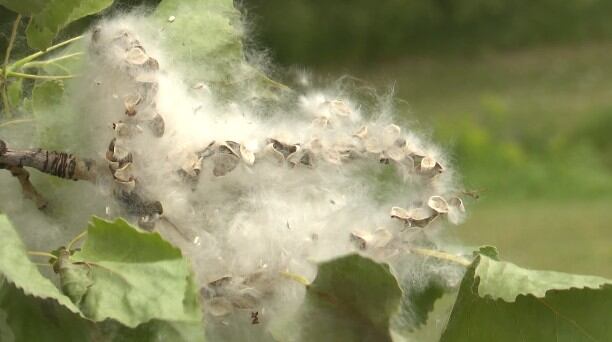 What are these white puffballs floating through the air?