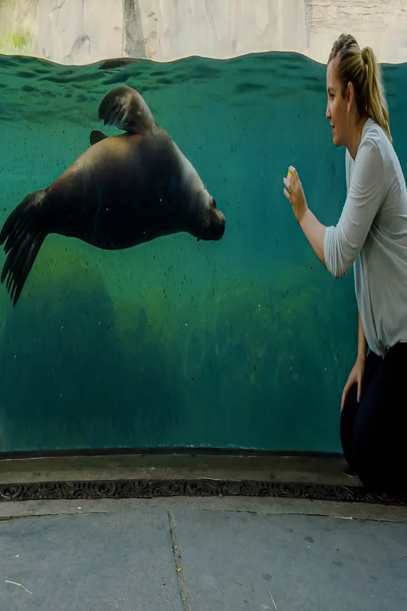 How sea lions are inspiring the future of underwater robots