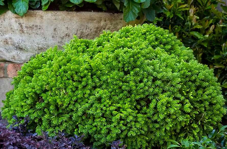 7 shrubs you almost never have to prune