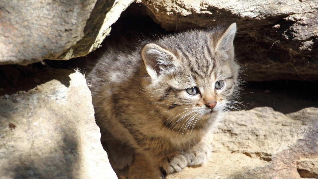 Why your cat loves tiny spaces