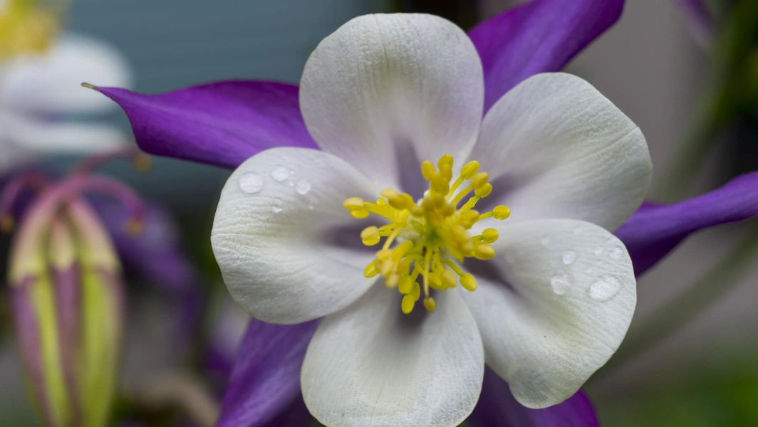 15 self-seeding flowers for year-round garden color