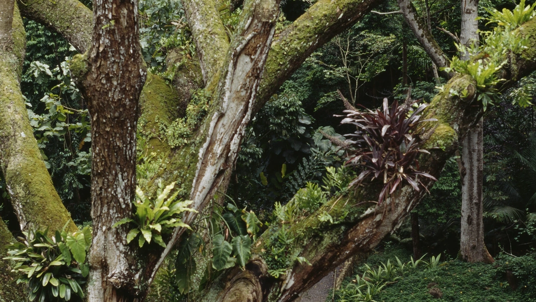Boston fern care made simple for plant lovers