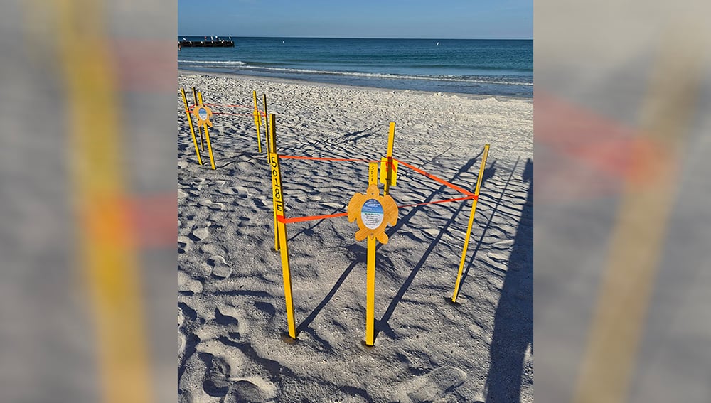 Sea turtle nesting steady on Anna Maria Island as monitors prepare for ...