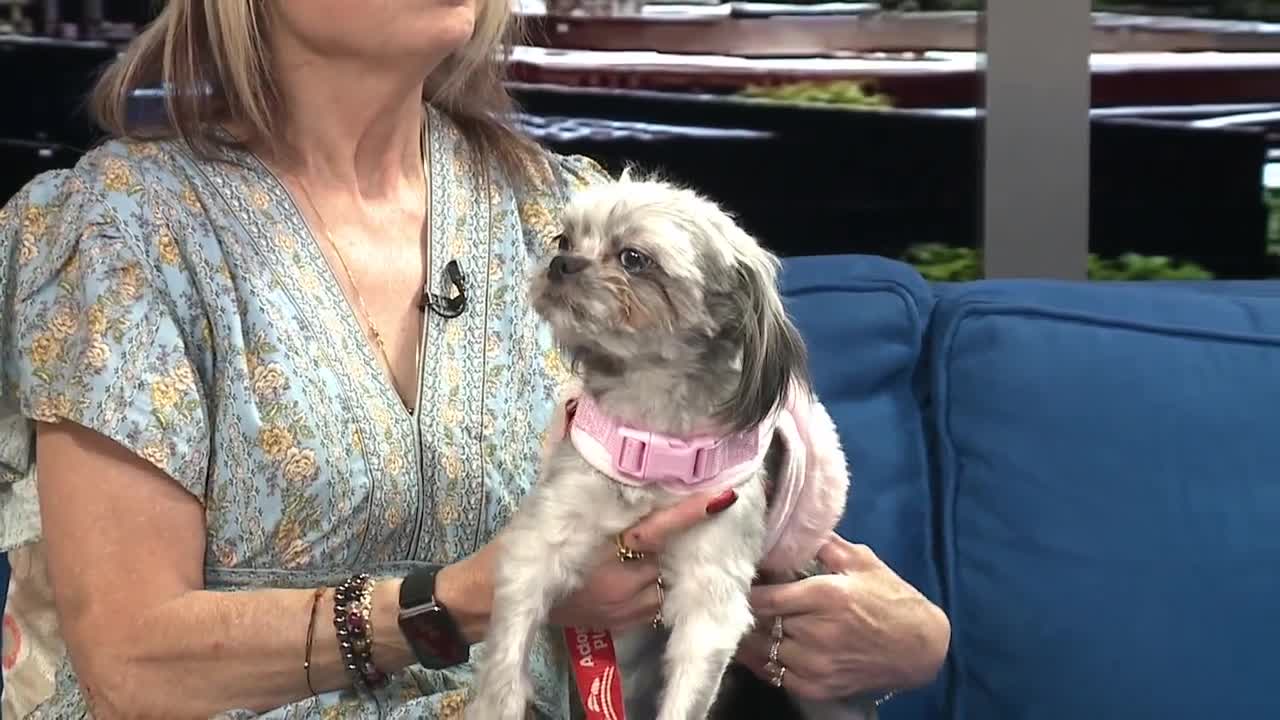 Let's find Janice a home!