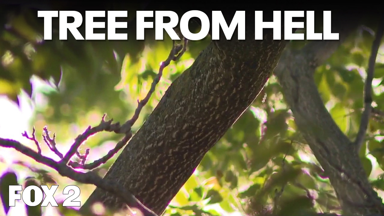 Tree of heaven, spotted lanternfly, and biology camp | Brother Nature