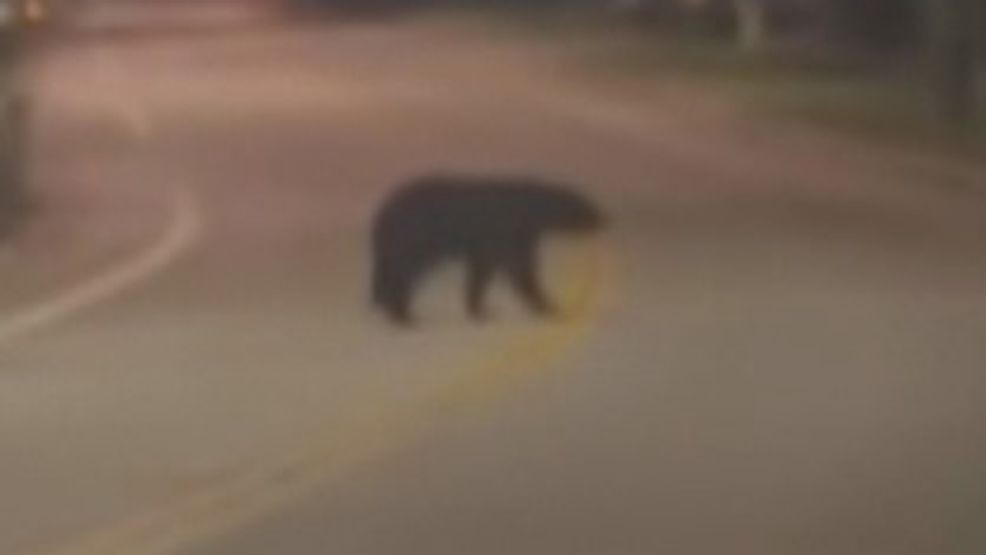People report black bear sightings near Columbia's Nifong Boulevard