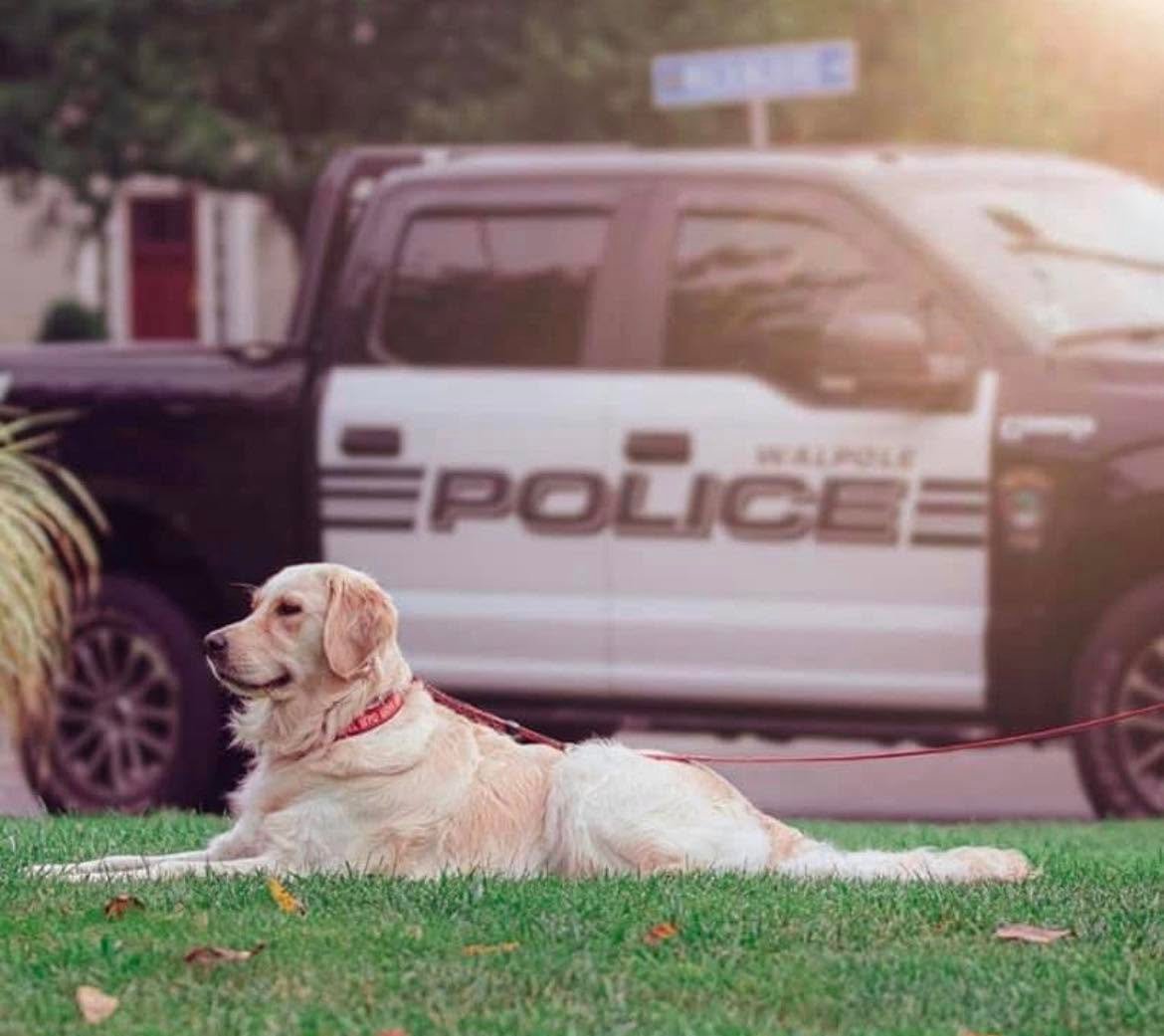 Beloved community resource dog dies after tragic accident, Walpole ...