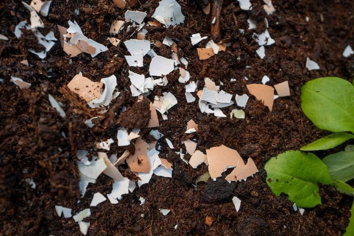 Antes de tirar los cascarones de huevo pruébalos en tus plantas y ...