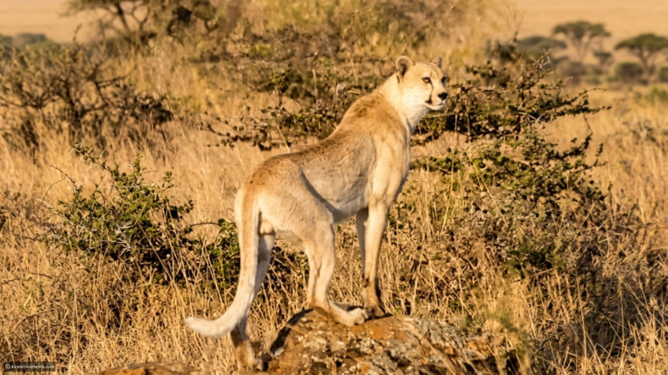 A look at 12 animals with rare genetic variations