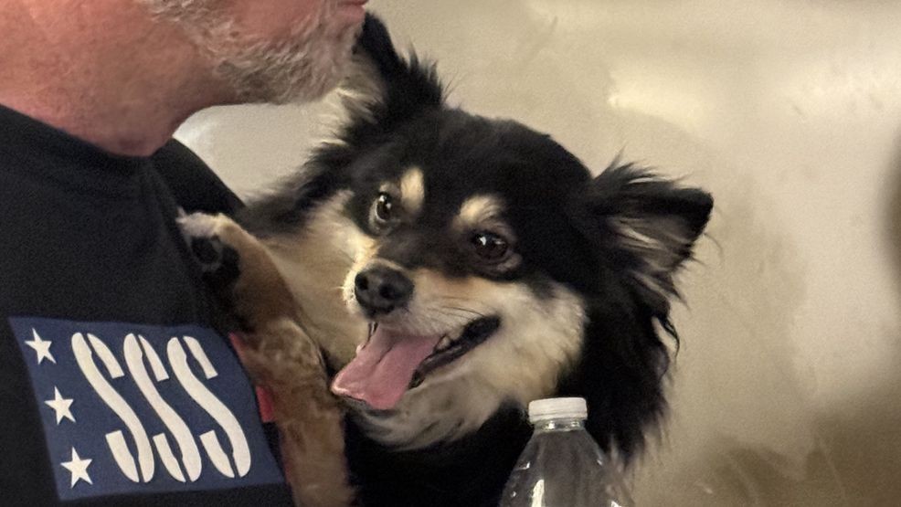 Puppy with paw trapped in escalator rescued at DC's Farragut West Metro ...