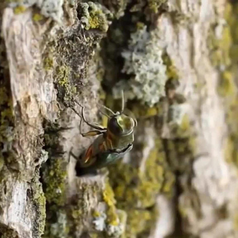 Invasive beetle threatens ash trees in three Texoma counties