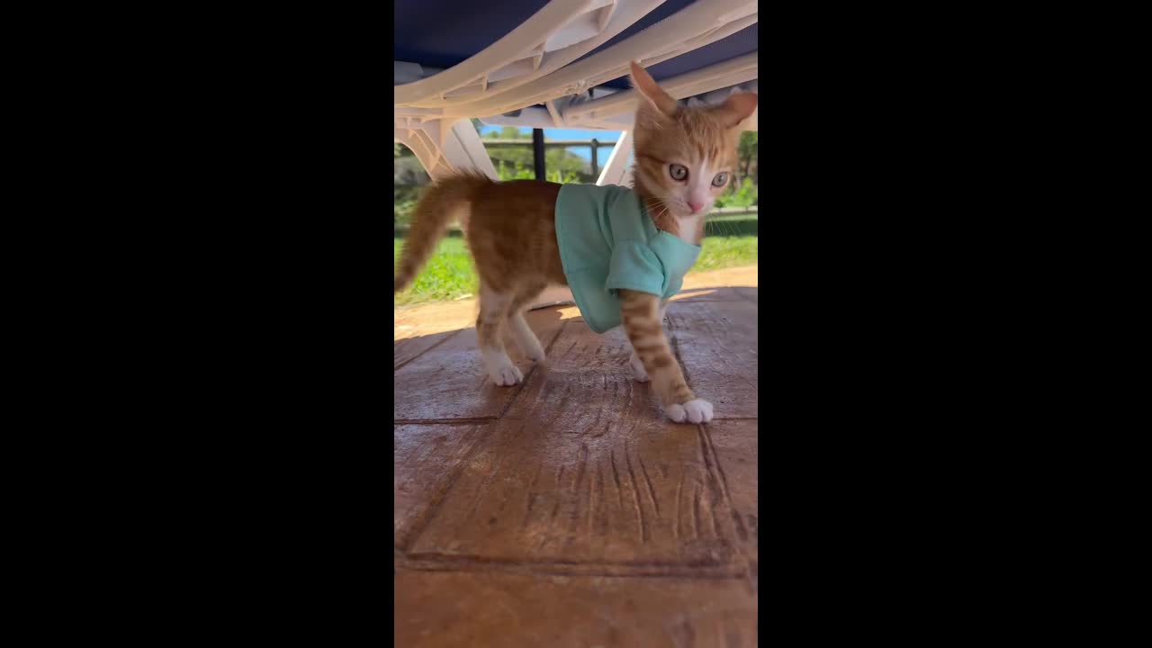 Playful kitten repeatedly pounces on owner’s hand during outdoor ...