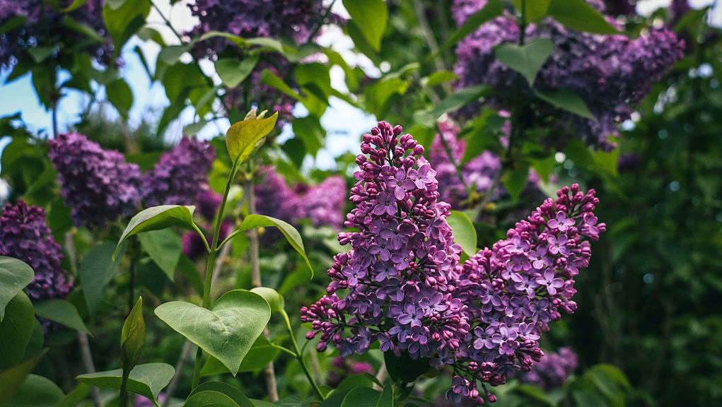 15 plants to avoid pruning in fall
