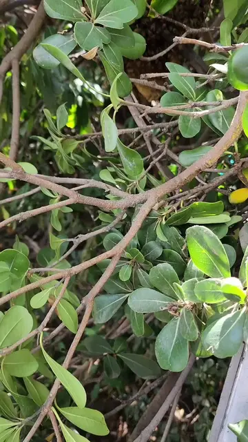 Huge wild beehive packed with thousands of bees in a tree