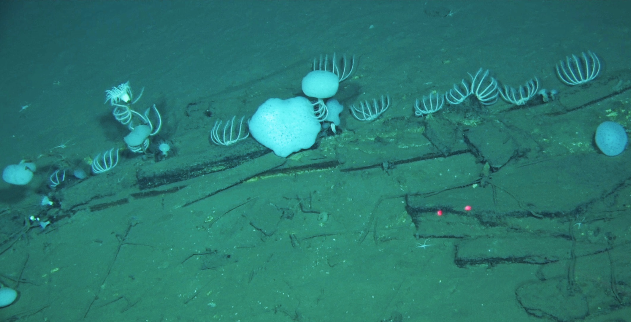 Scientists discover the world's largest, deepest whale graveyard, where ...
