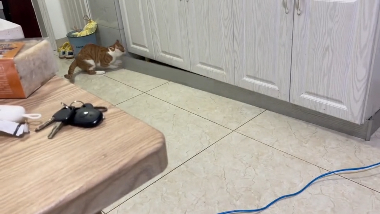 Cat slides smoothly before hiding under the cabinet in Anhui, China