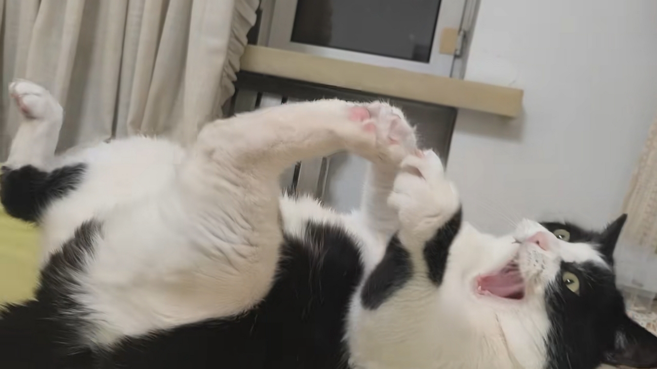 Cat picks its own nails while yawning in Heilongjiang, China