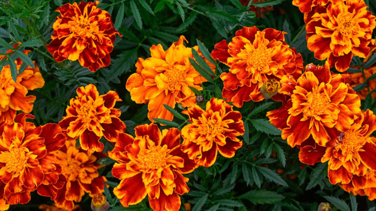 14 summer flowers to sprout from seed for a last-minute garden