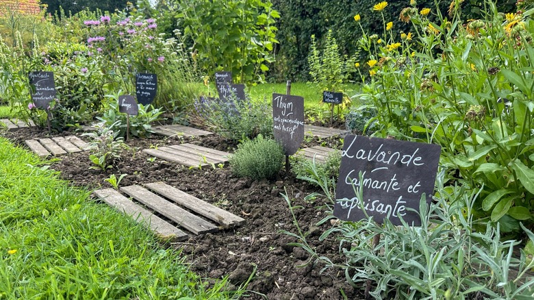 The best 5 areas in your yard to plant herbs