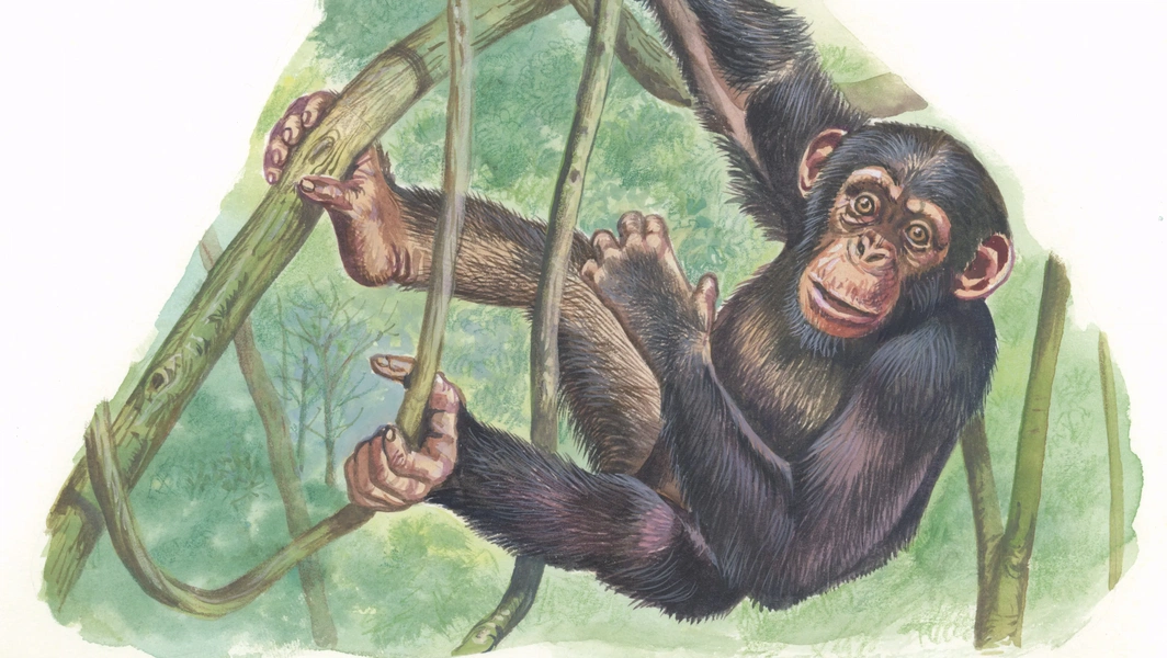 Tracing human evolution from primate ancestors