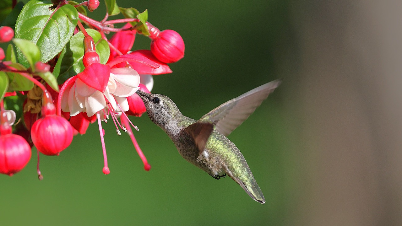 A hummingbird is the only bird that can fly backward