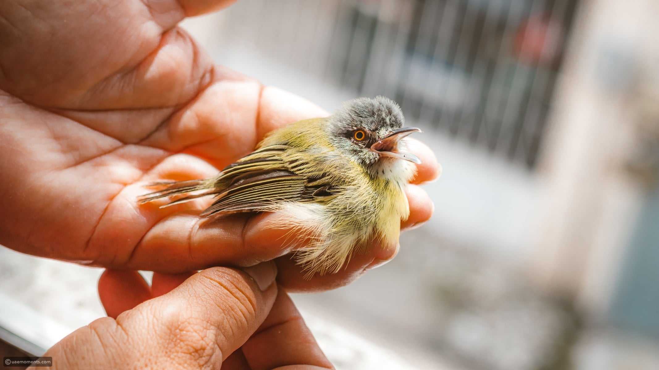 What to do when you find a baby bird in your yard