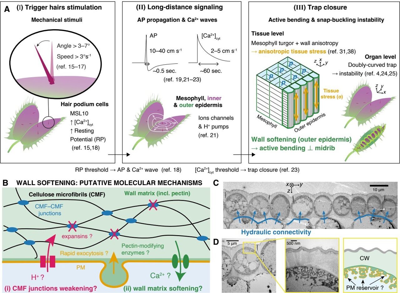Venus flytrap's snap may come from rapid cell wall softening, not water ...