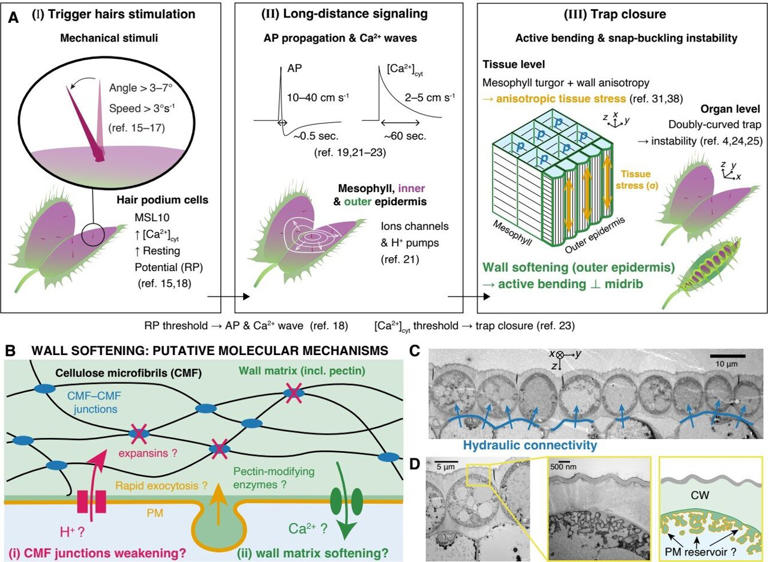 Venus flytrap's snap may come from rapid cell wall softening, not water ...