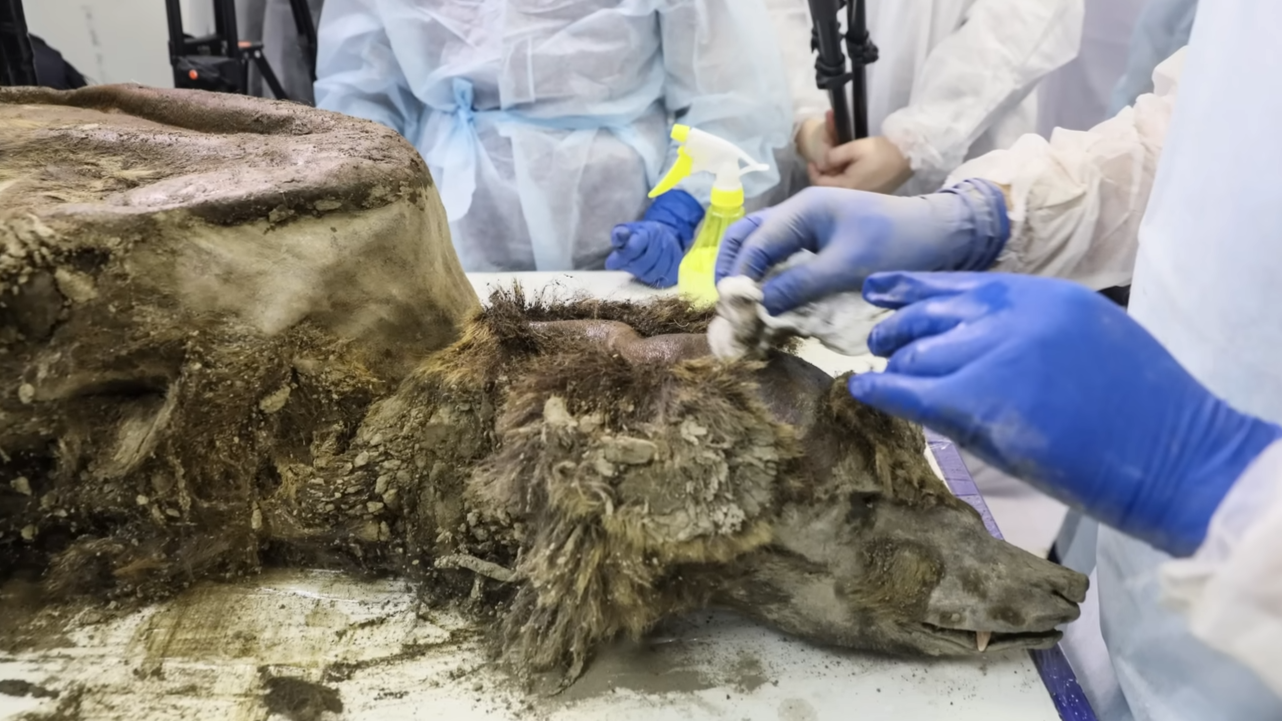 Scientists examined this 3,500-year-old creature - and were shocked by ...