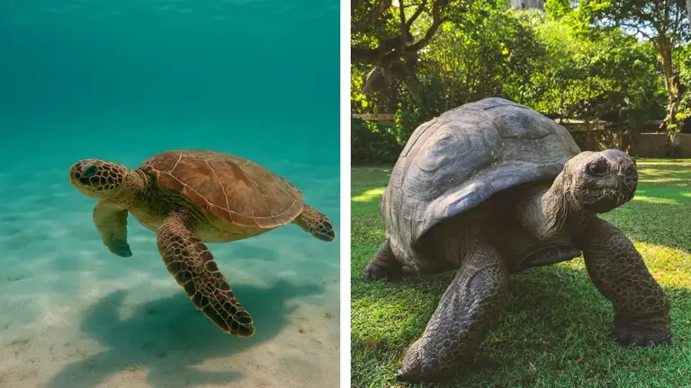 14 animals that look identical but are completely different species