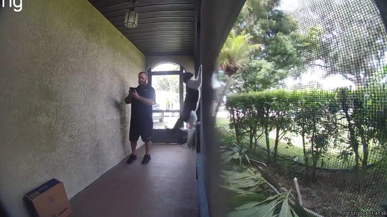 Deaf cat startled by delivery in Central Florida