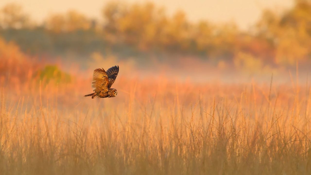 15-year-old photographer wins major wildlife award for long-eared owl ...