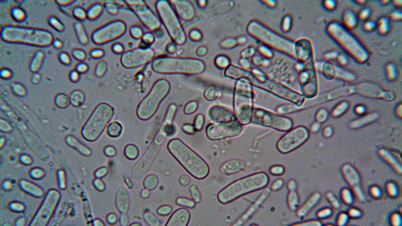 Your body holds more bacterial cells than human ones