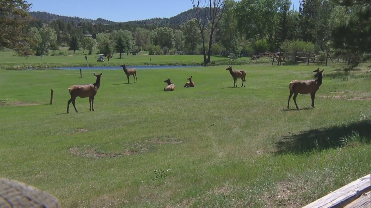 Colorado Parks & Wildlife urges caution as female elk protect young in ...