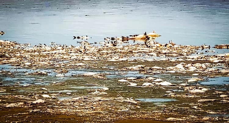 A famous Arizona fishing lake has been closed indefinitely after almost ...