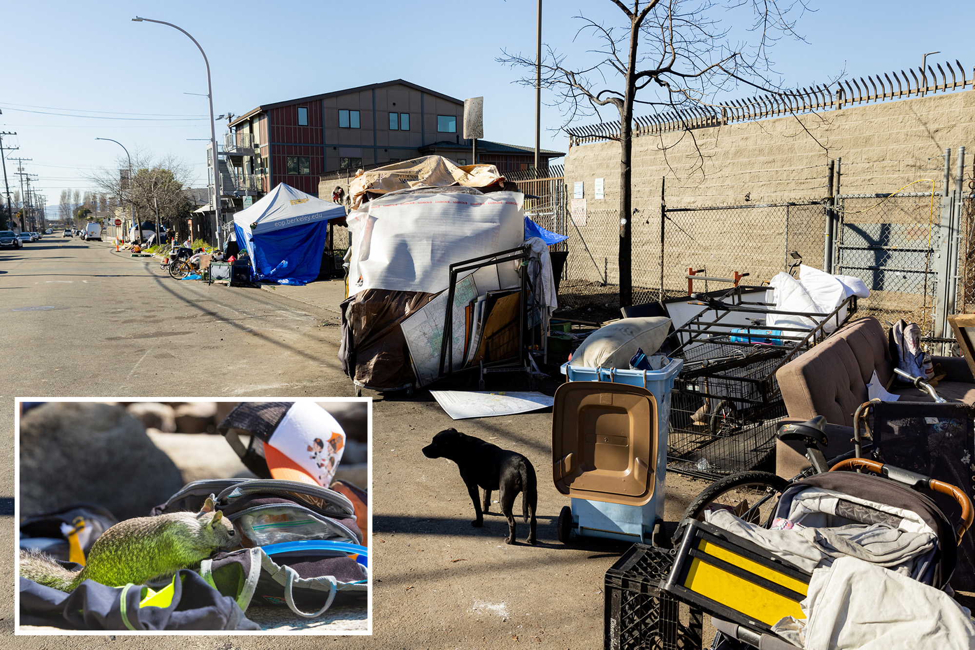 Berkeley homeless camp spreads deadly disease, killing 1 — as 200 rats ...